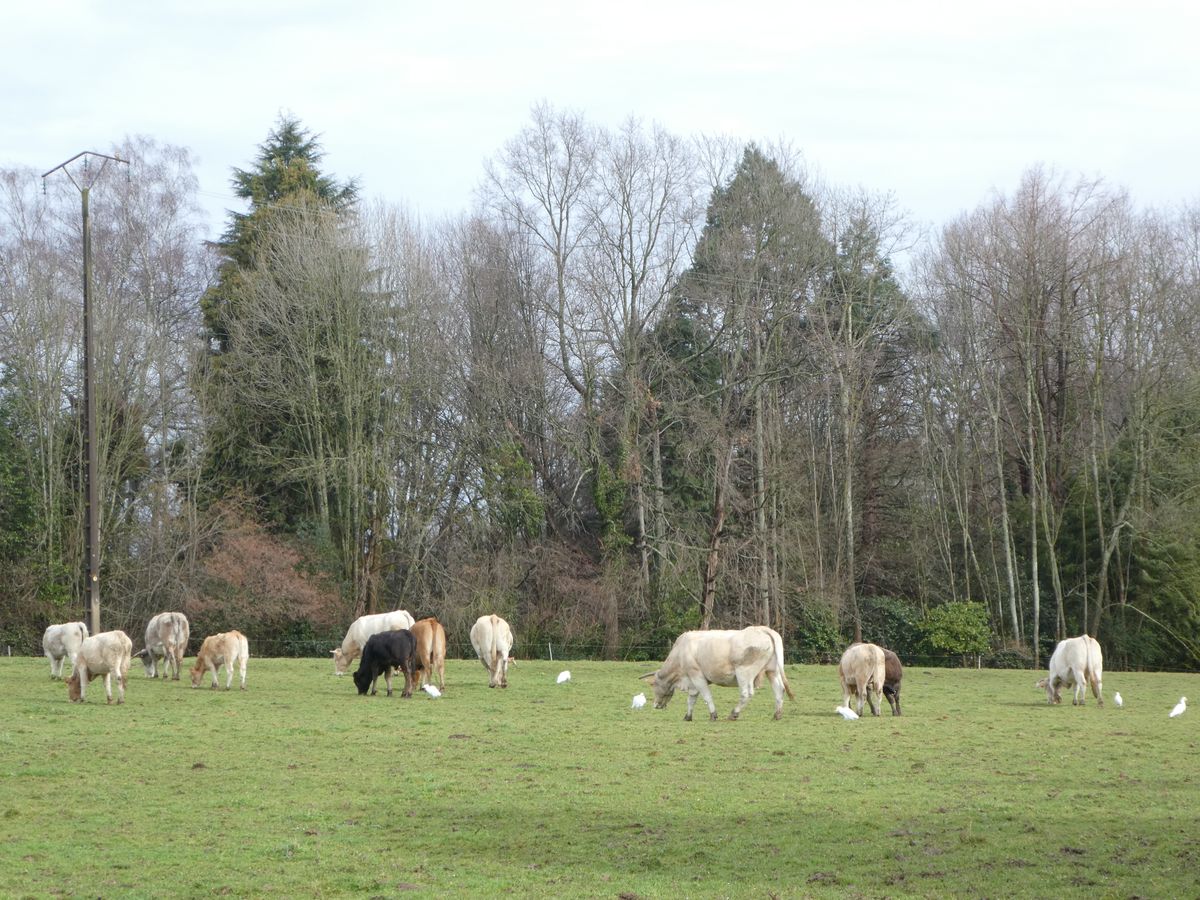 24-01-2026 Photos F. Daligaux - Menhir de Ger avec S. Mas et M. Eymard ...